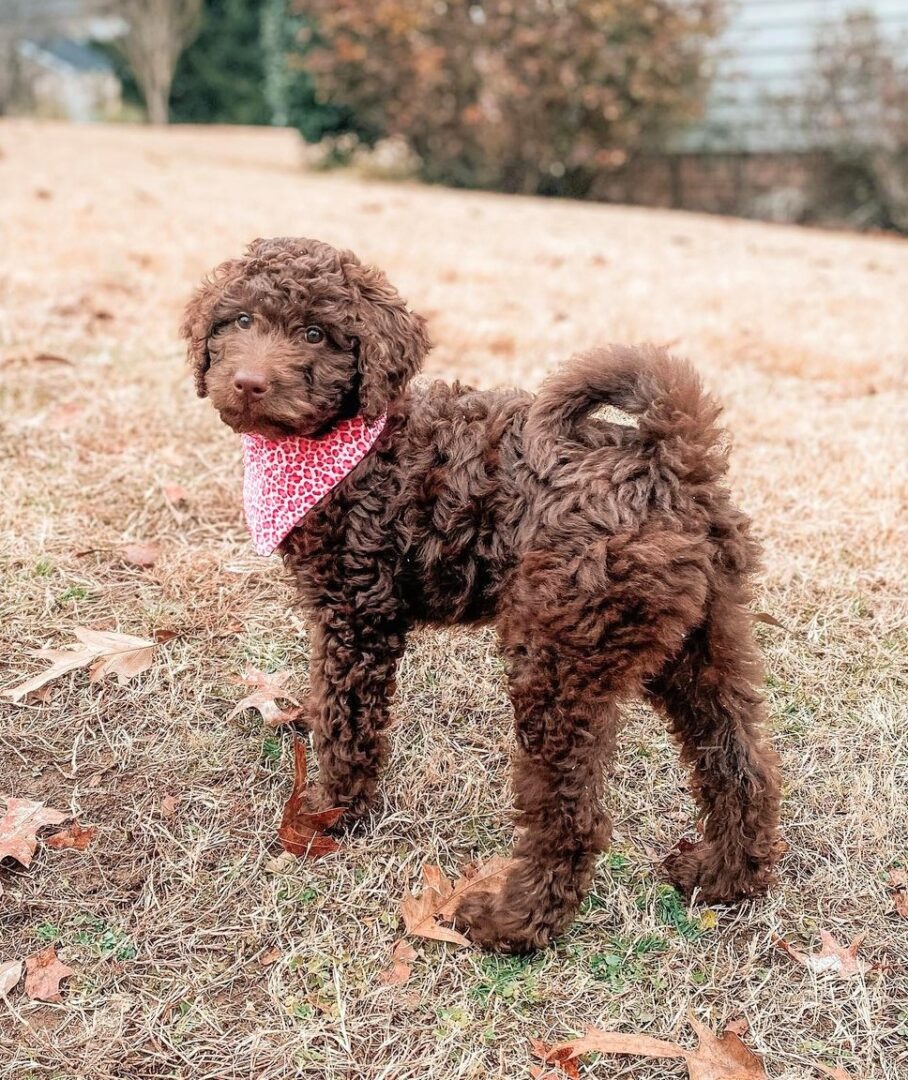 All Goldendoodle Colors and Patterns Explained (With Pictures)