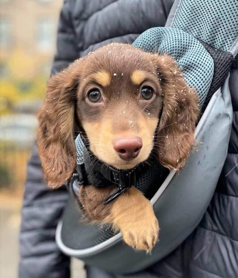 All Dachshund Colors and Patterns Explained With Pictures