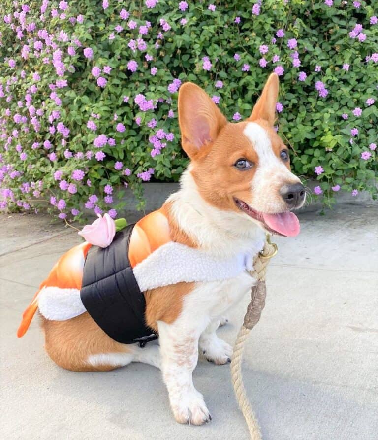 Cowboy Corgi: Info, Appearance, Pictures, Traits & Facts