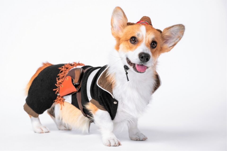Cowboy Corgi: Info, Appearance, Pictures, Traits & Facts
