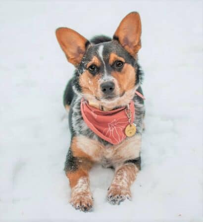 Cowboy Corgi: Info, Appearance, Pictures, Traits & Facts