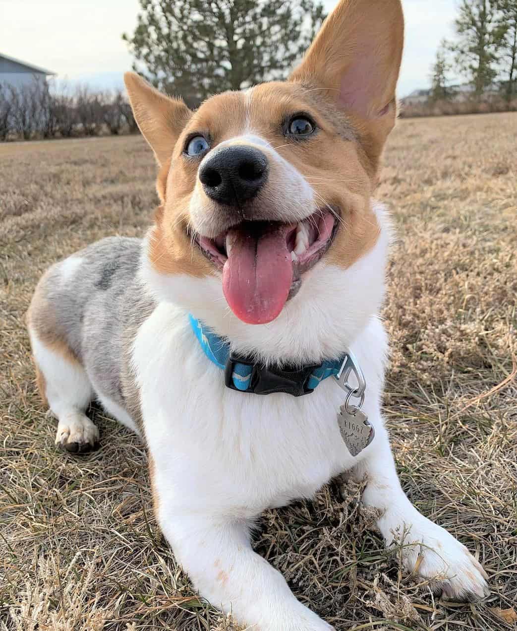 Cowboy Corgi: Info, Appearance, Pictures, Traits & Facts