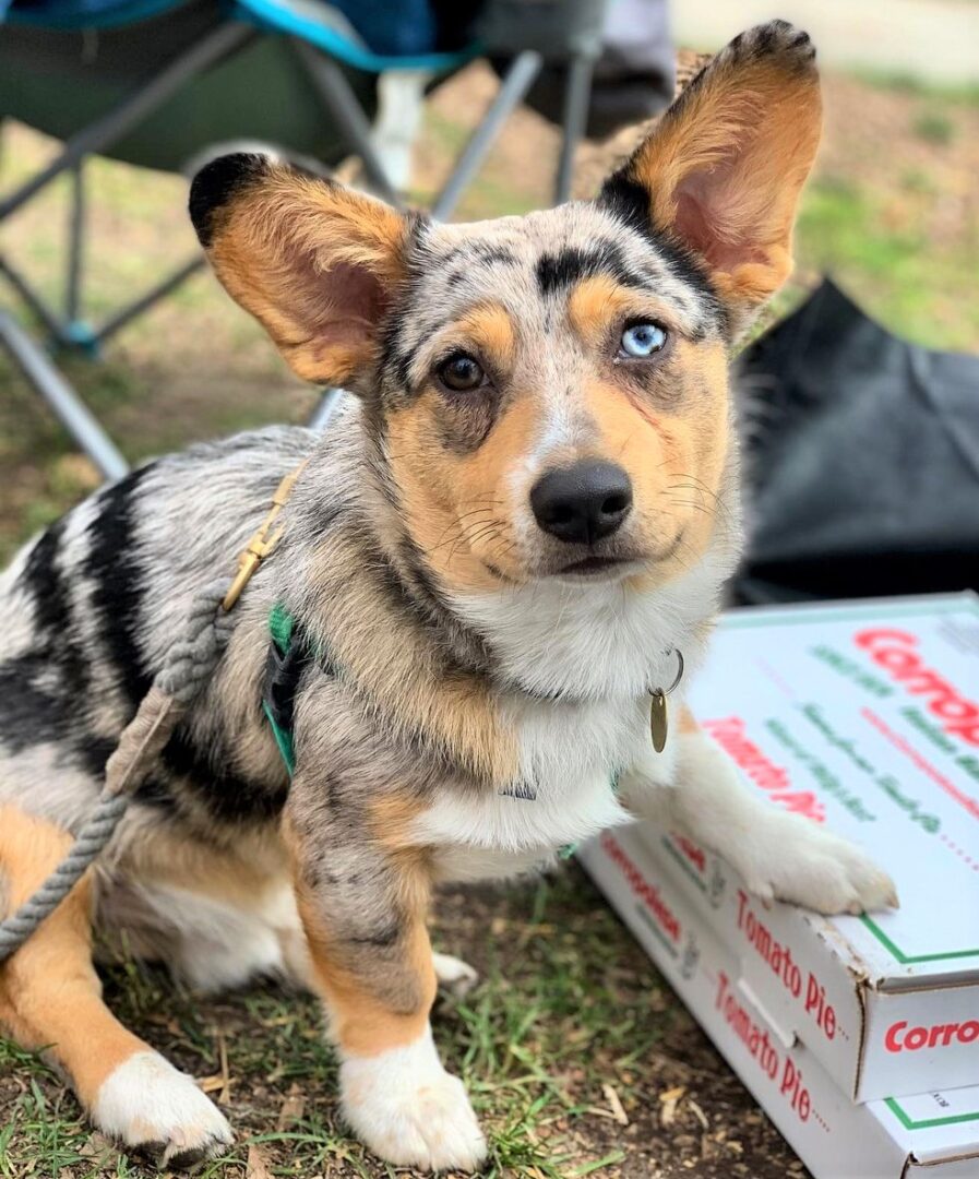 Cowboy Corgi: Can They Really Outsmart Their Owners?