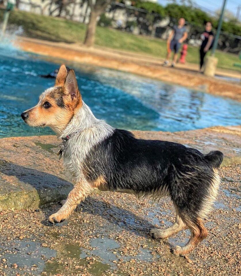 Cowboy Corgi: Info, Appearance, Pictures, Traits & Facts