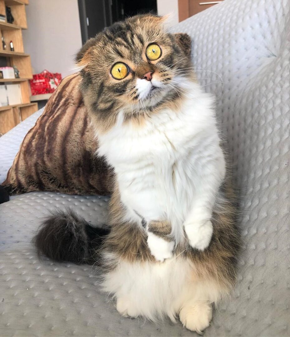 Scottish Fold Munchkin Cat: The Instagram Famous Cat We All Love