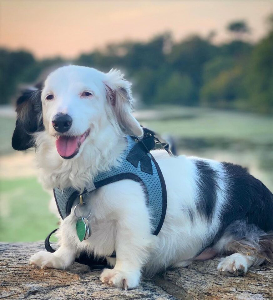 All Dachshund Colors and Patterns Explained With Pictures