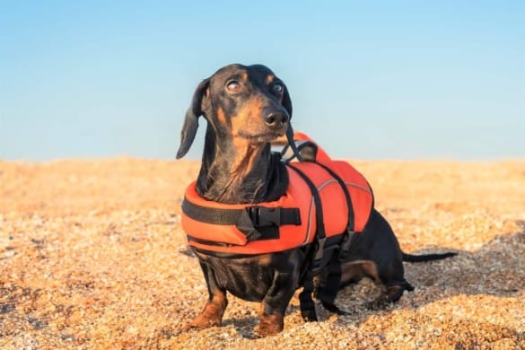 Doxin, Doxen, Doxie, or Dachshund? 11 Facts About This Weiner Dog