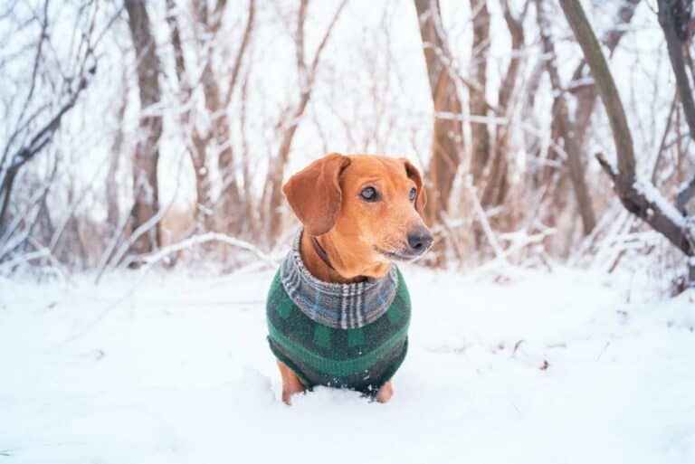 Doxin, Doxen, Doxie, or Dachshund? 11 Facts About This Weiner Dog