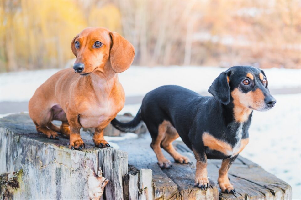 Doxin, Doxen, Doxie, or Dachshund? 11 Facts About This Weiner Dog