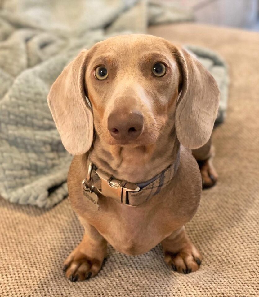 All Dachshund Colors and Patterns Explained With Pictures