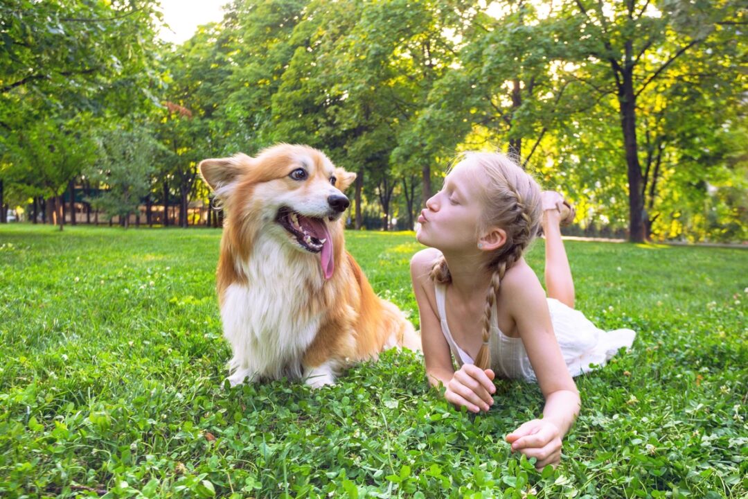 Fluffy Corgi: All You Need to Know About the Long-Haired Corgi