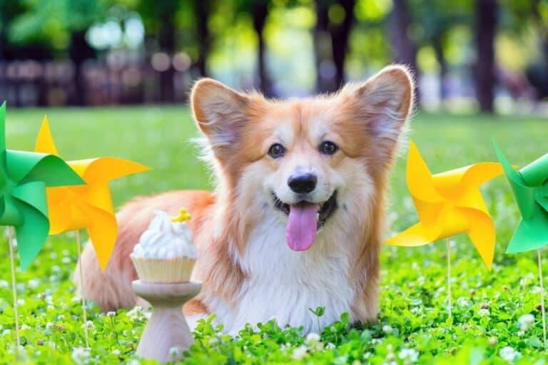 Fluffy Corgi: All You Need to Know About the Long-Haired Corgi