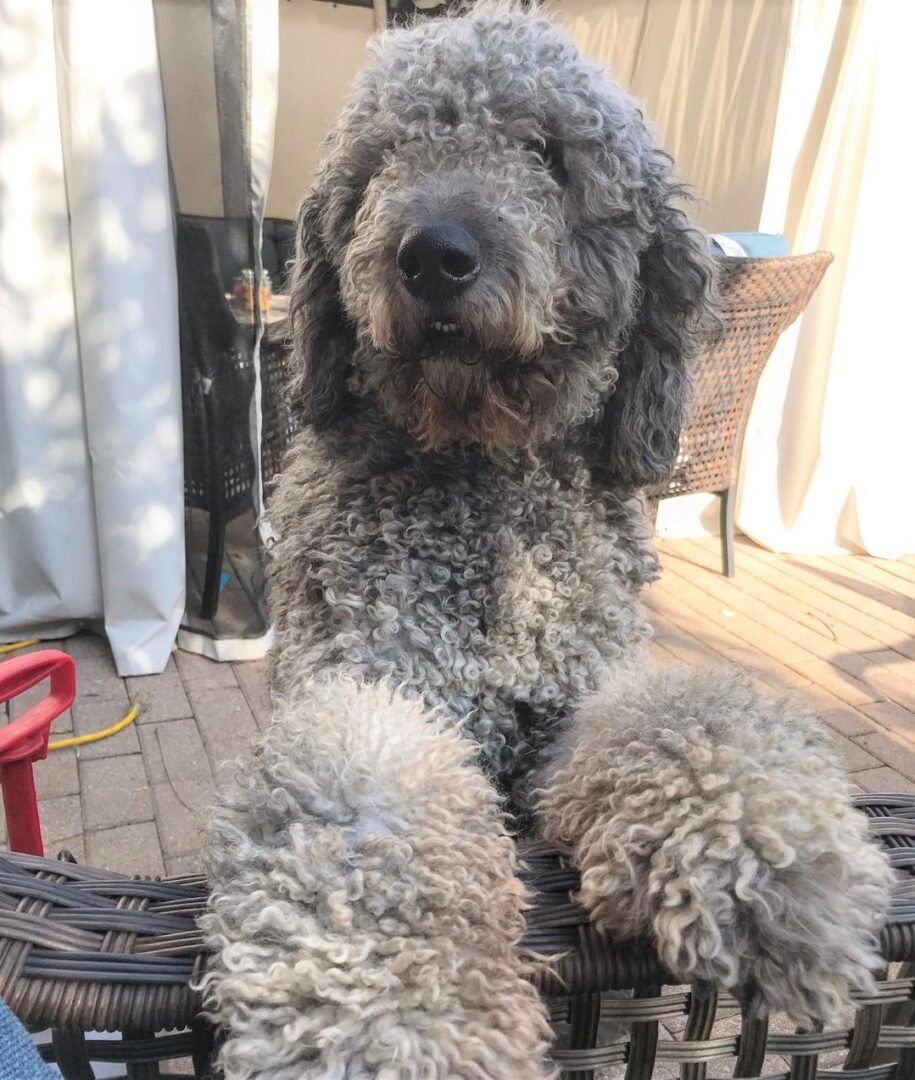 All Goldendoodle Colors and Patterns Explained (With Pictures)