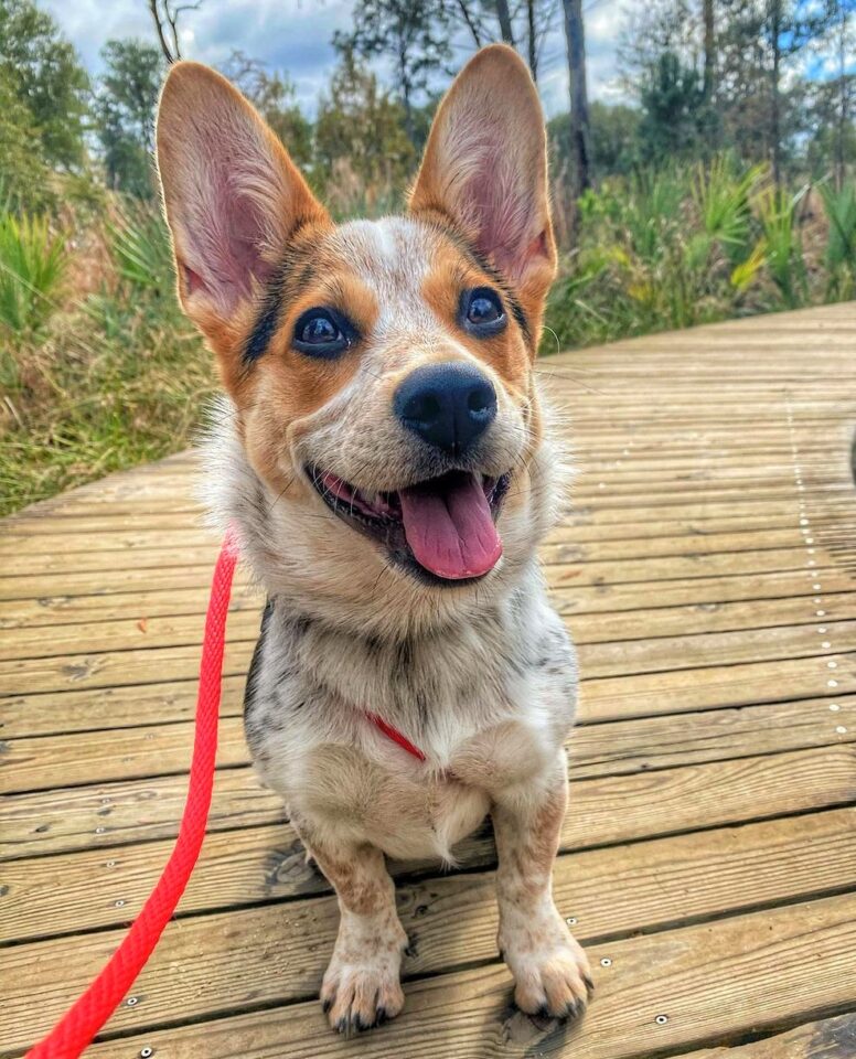 Cowboy Corgi: Info, Appearance, Pictures, Traits & Facts