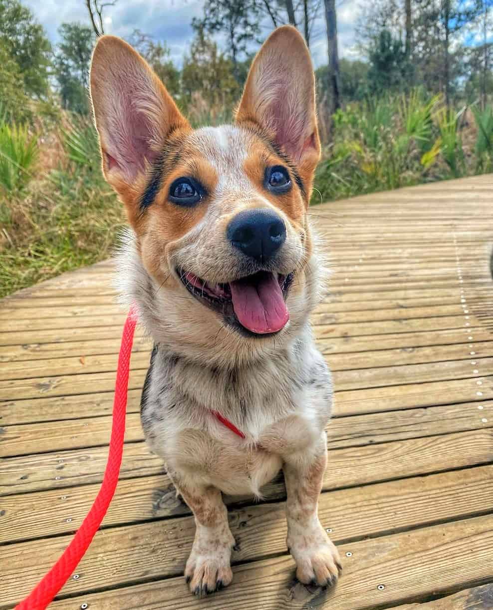 Cowboy Corgi: Info, Appearance, Pictures, Traits & Facts