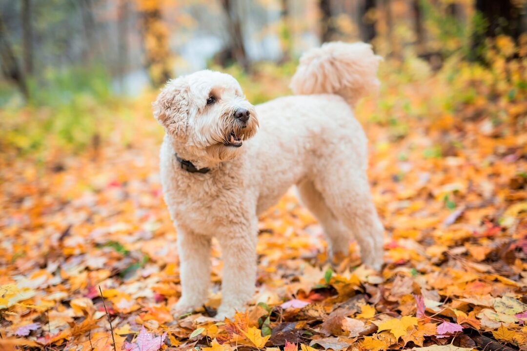 All Goldendoodle Colors and Patterns Explained (With Pictures)