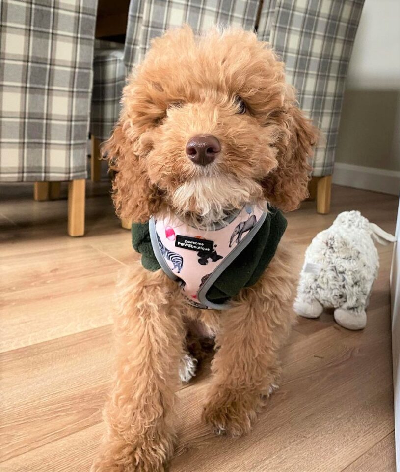 Terrier Poodle Mix Breed Guide: Pictures, Facts, FAQ and More