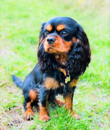 Teacup Cavalier King Charles Spaniel: A Comprehensive Guide