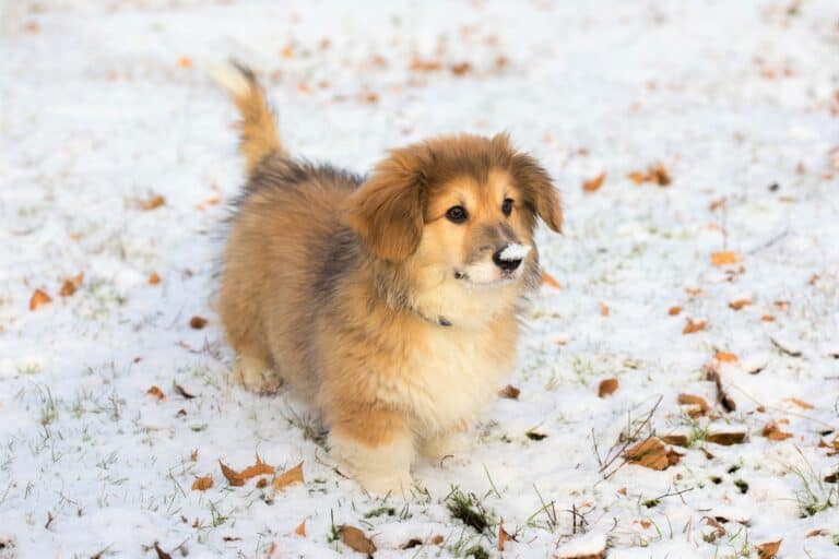 Fluffy Corgi: All You Need to Know About the Long-Haired Corgi