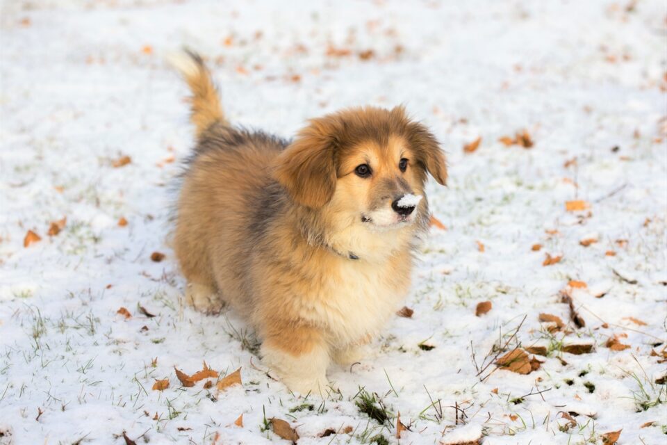 Fluffy Corgi: All You Need to Know About the Long-Haired Corgi