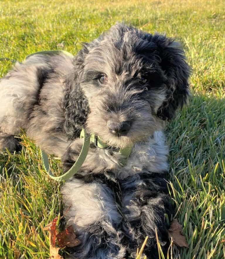 All Goldendoodle Colors and Patterns Explained (With Pictures)