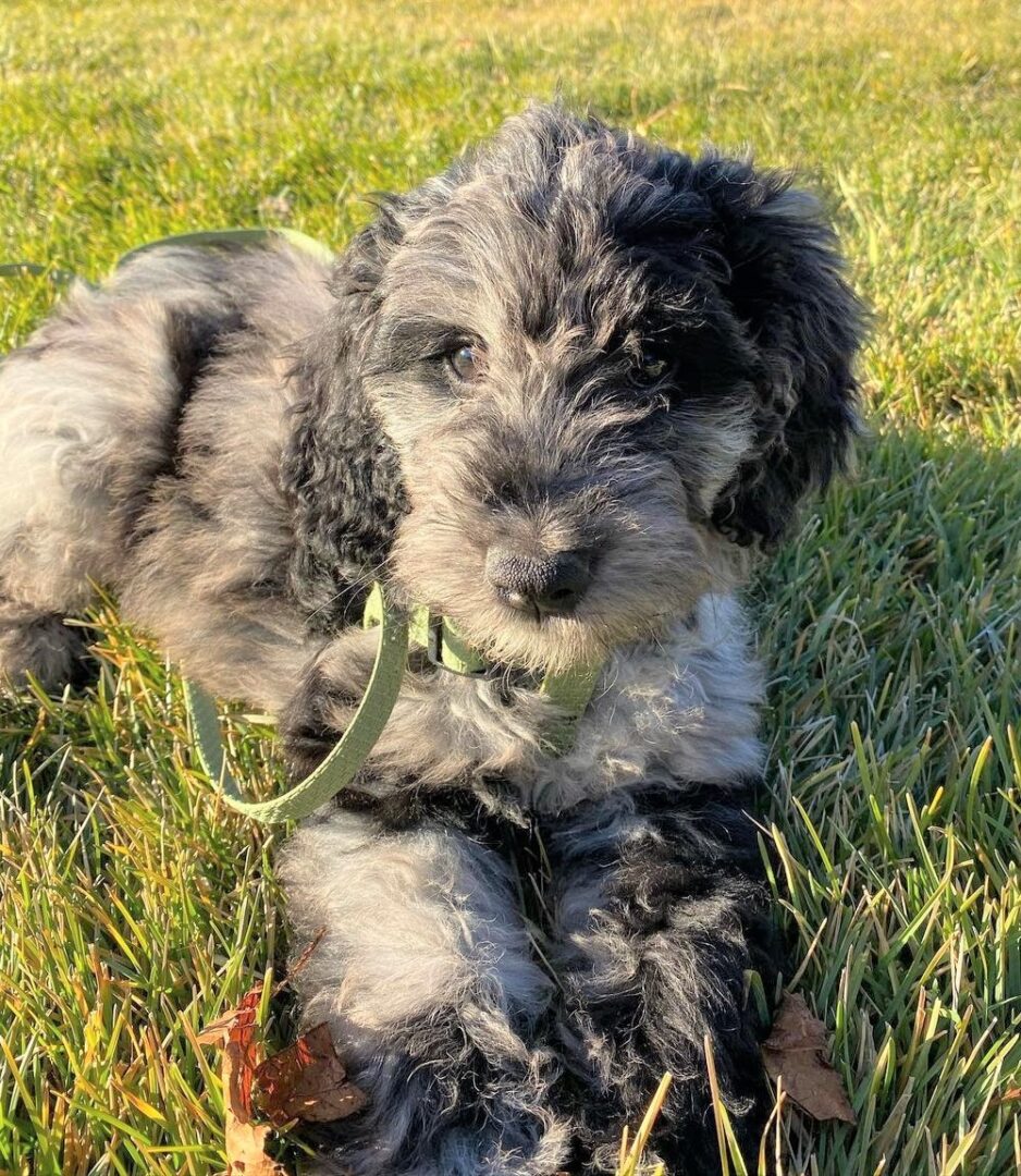 All Goldendoodle Colors and Patterns Explained (With Pictures)