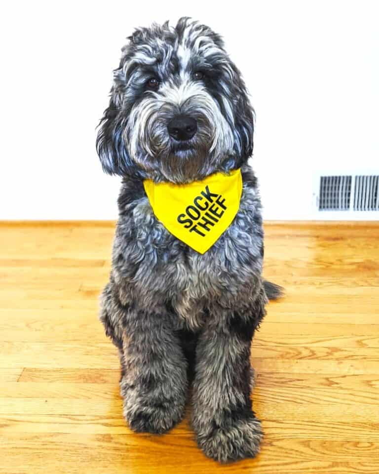 All Goldendoodle Colors and Patterns Explained (With Pictures)