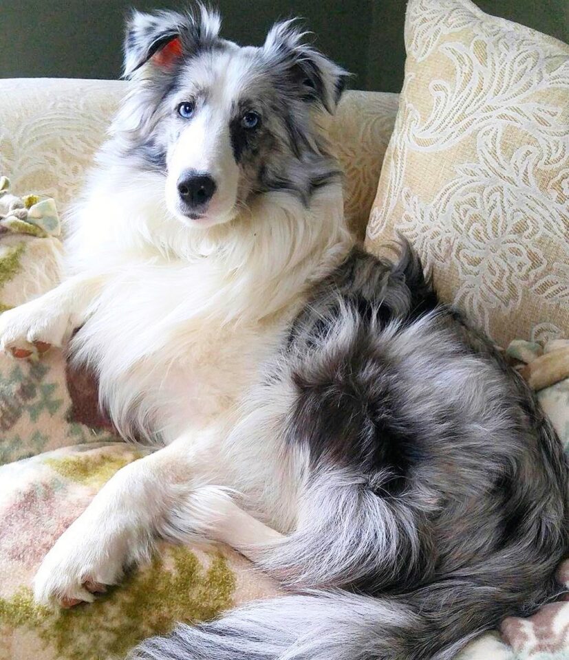 Miniature Border Collie: Can You Have One as a House Pet?