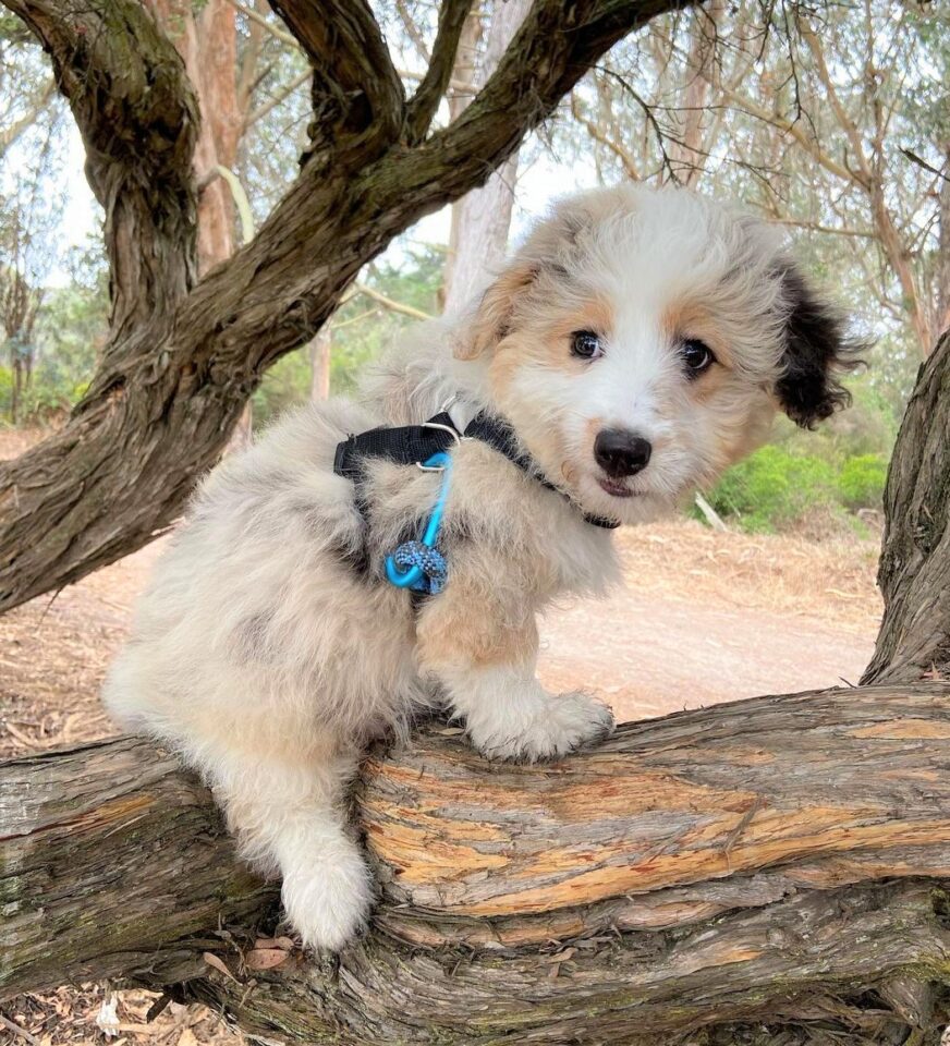 Miniature Aussiedoodle: Info, Temperament, Pictures, and FAQ