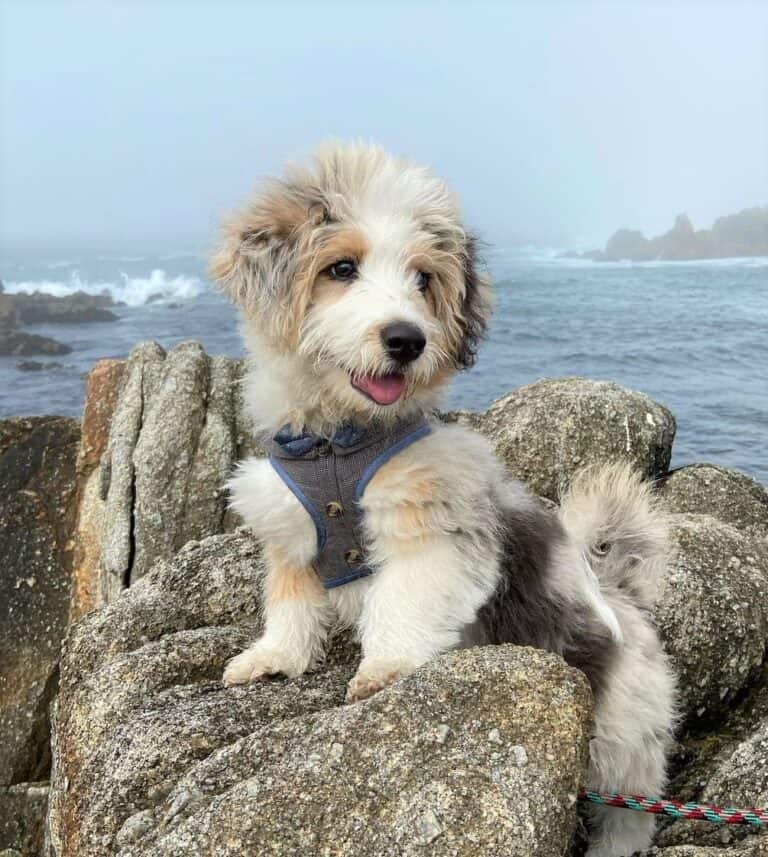 Miniature Aussiedoodle: Info, Temperament, Pictures, and FAQ