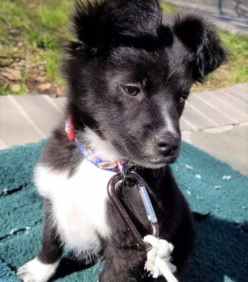Miniature Border Collie: Can You Have One as a House Pet?