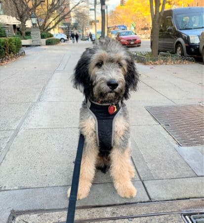 All Goldendoodle Colors and Patterns Explained (With Pictures)