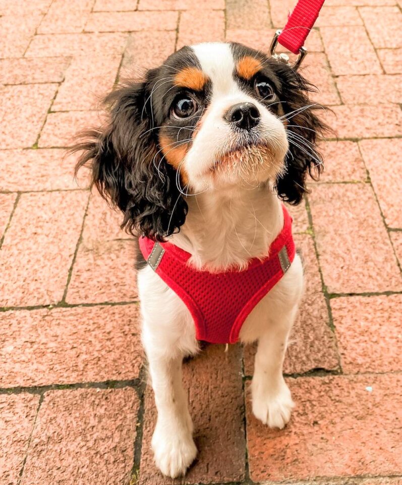 Teacup Cavalier King Charles Spaniel: A Comprehensive Guide