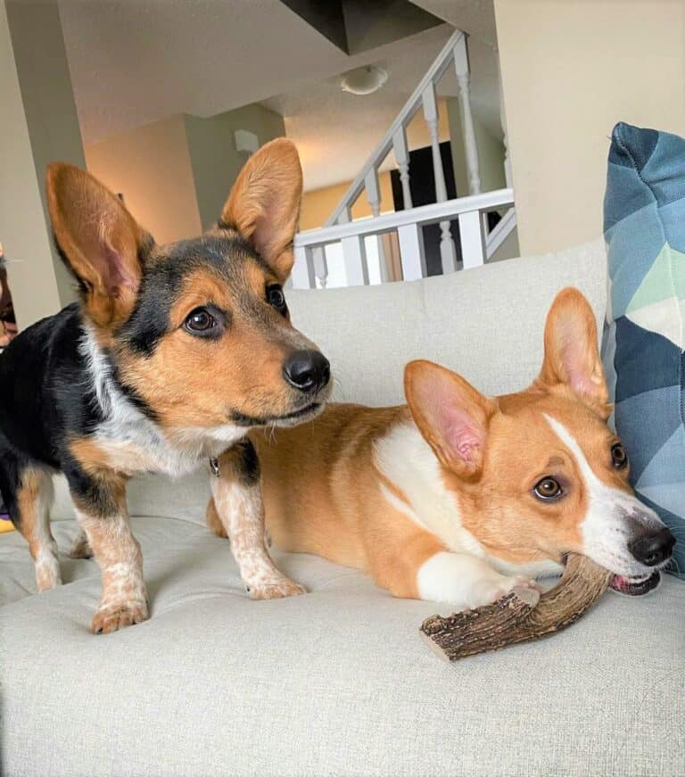 Cowboy Corgi: Info, Appearance, Pictures, Traits & Facts