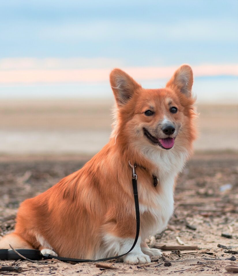 Fluffy Corgi: All You Need to Know About the Long-Haired Corgi