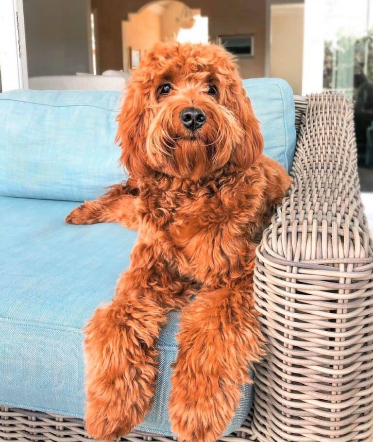 All Goldendoodle Colors and Patterns Explained (With Pictures)