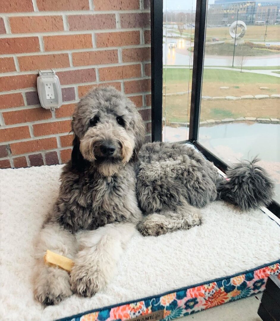 All Goldendoodle Colors and Patterns Explained (With Pictures)