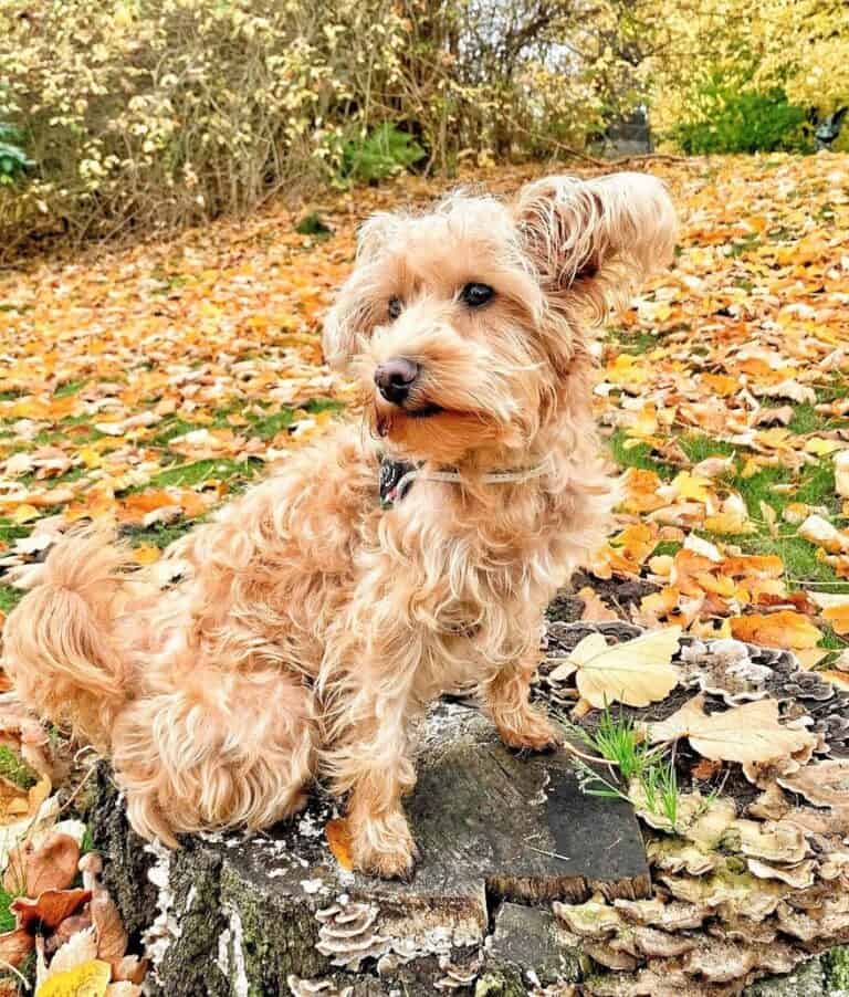 Terrier Poodle Mix Breed Guide: Pictures, Facts, FAQ and More