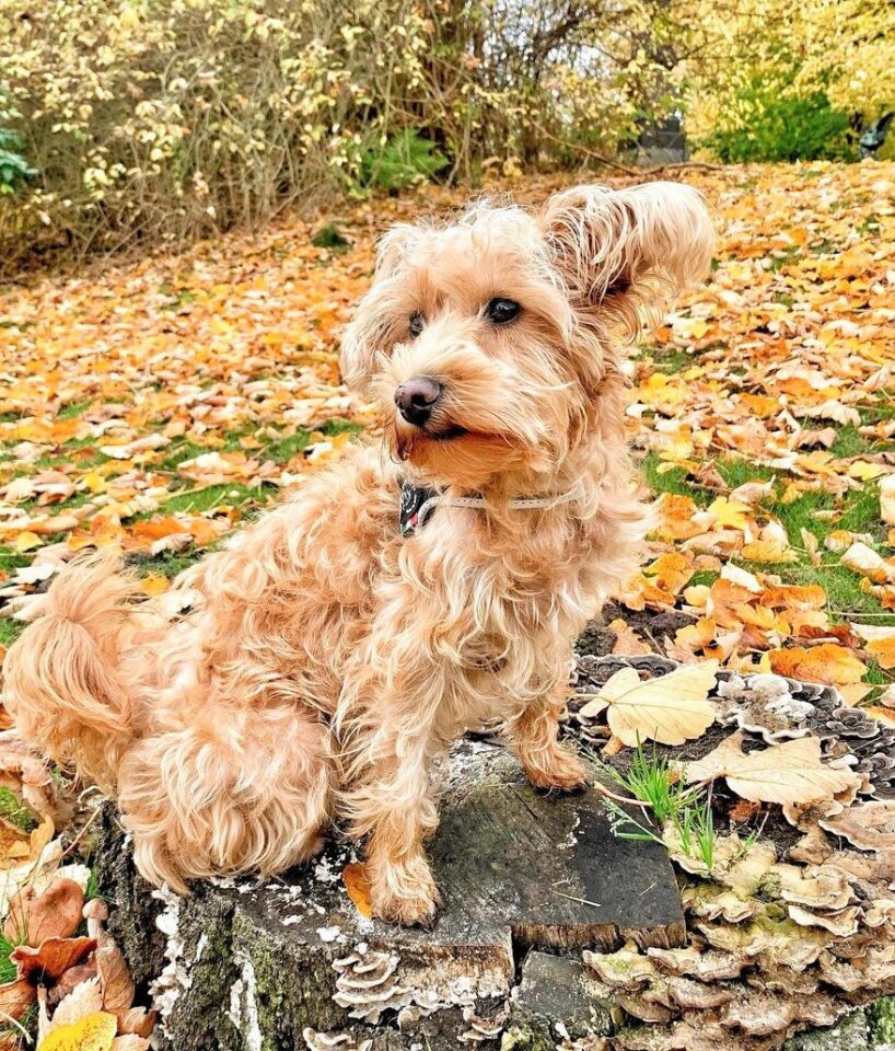 Terrier Poodle Mix Breed Guide: Pictures, Facts, FAQ and More