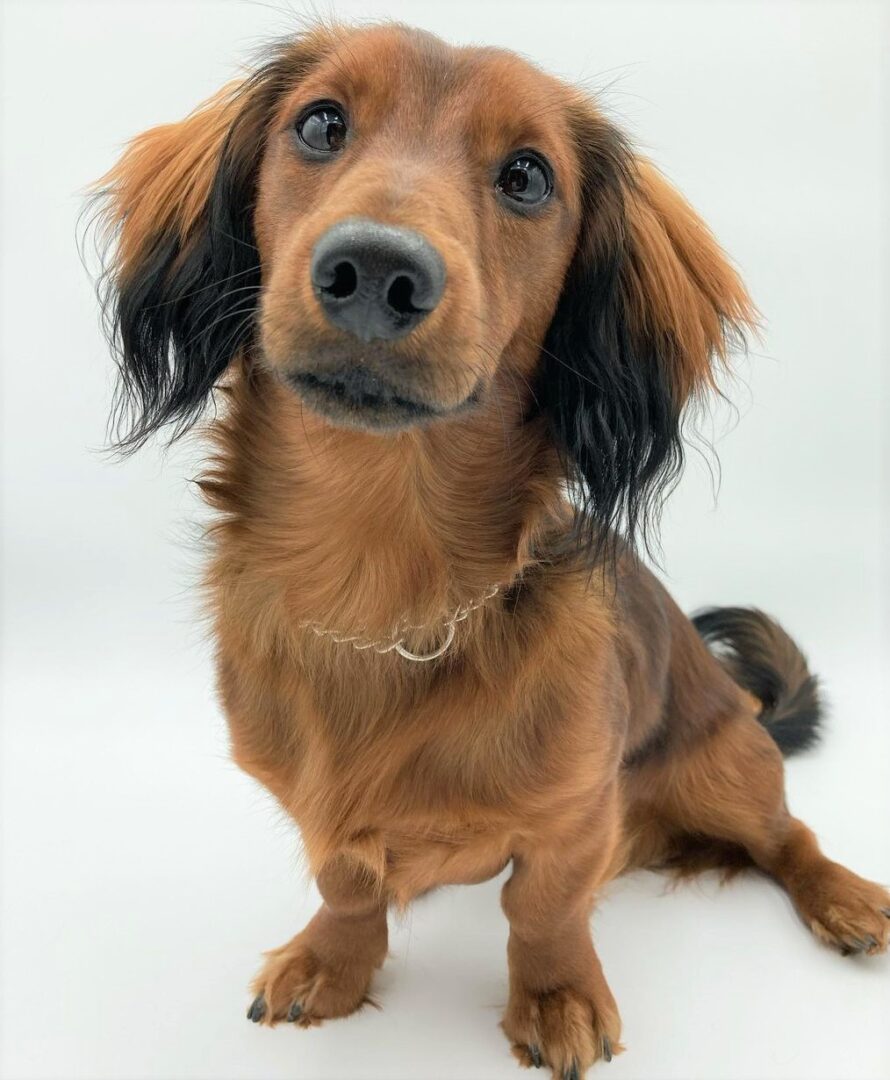 All Dachshund Colors and Patterns Explained With Pictures