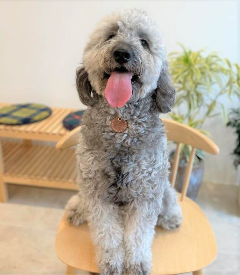 All Goldendoodle Colors and Patterns Explained (With Pictures)