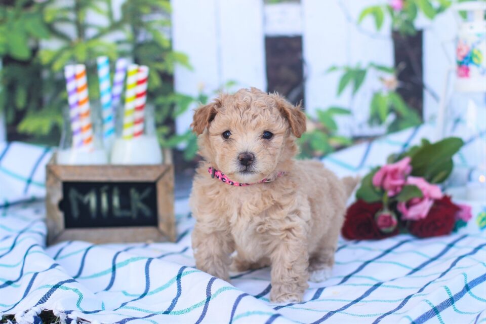 Terrier Poodle Mix Breed Guide: Pictures, Facts, FAQ and More