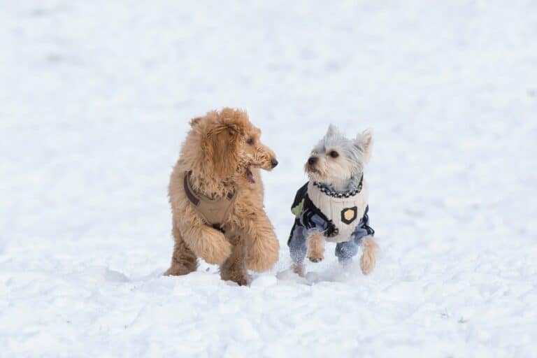 Terrier Poodle Mix Breed Guide: Pictures, Facts, FAQ and More