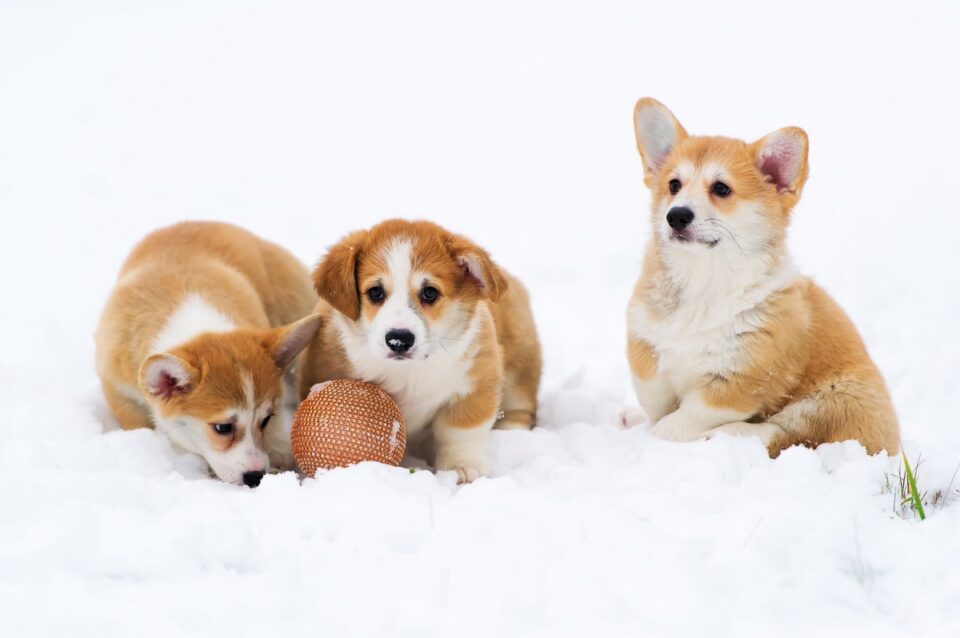 Fluffy Corgi: All You Need to Know About the Long-Haired Corgi