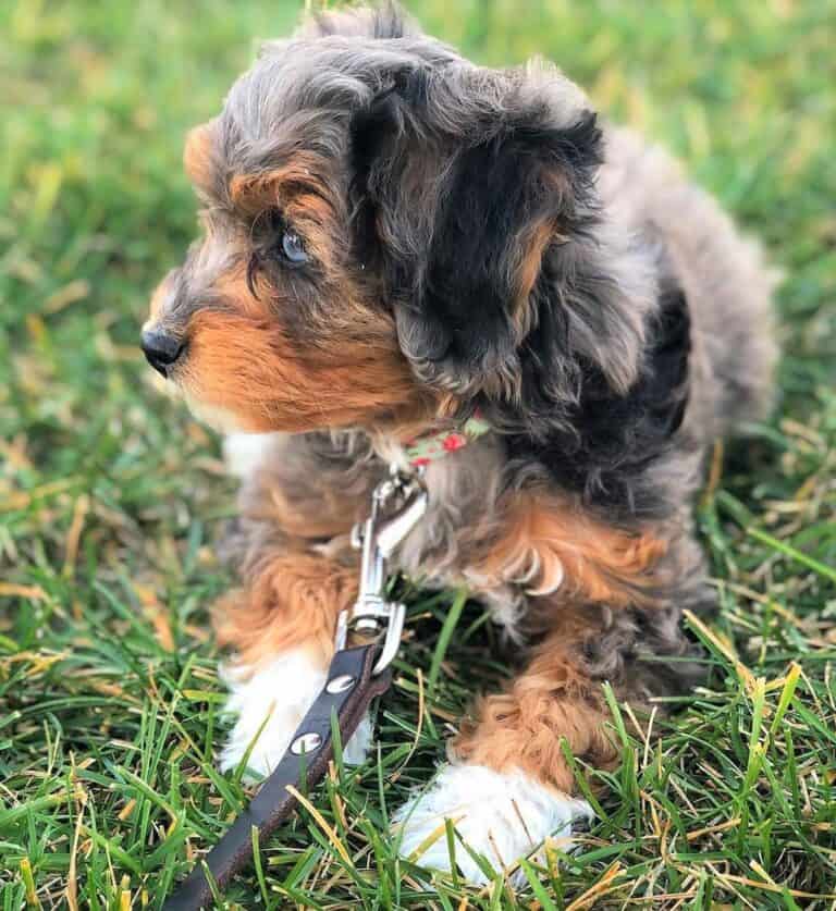 Miniature Aussiedoodle: Info, Temperament, Pictures, and FAQ