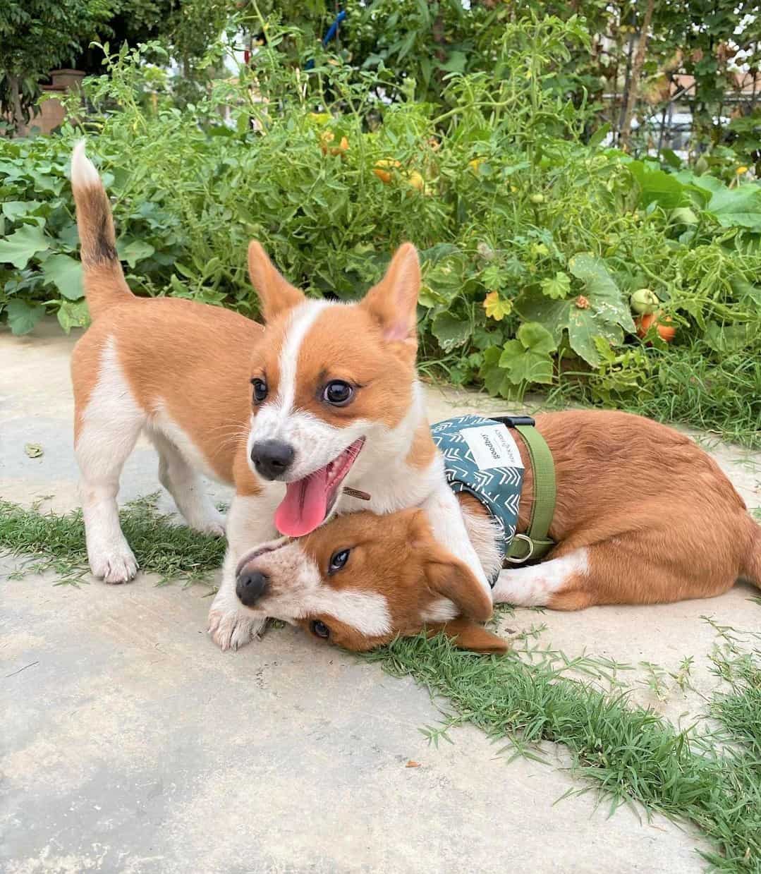 Cowboy Corgi: Info, Appearance, Pictures, Traits & Facts