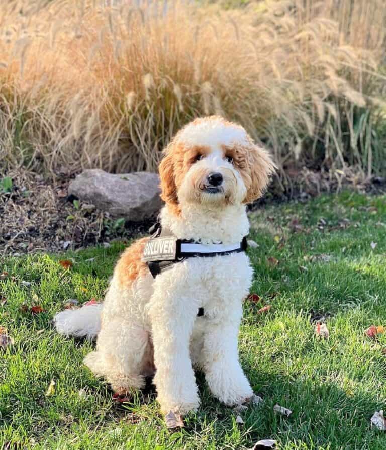 Australian Goldendoodle: Are They Really 100% Hypoallergenic?