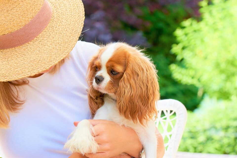 Teacup Cavalier King Charles Spaniel: A Comprehensive Guide