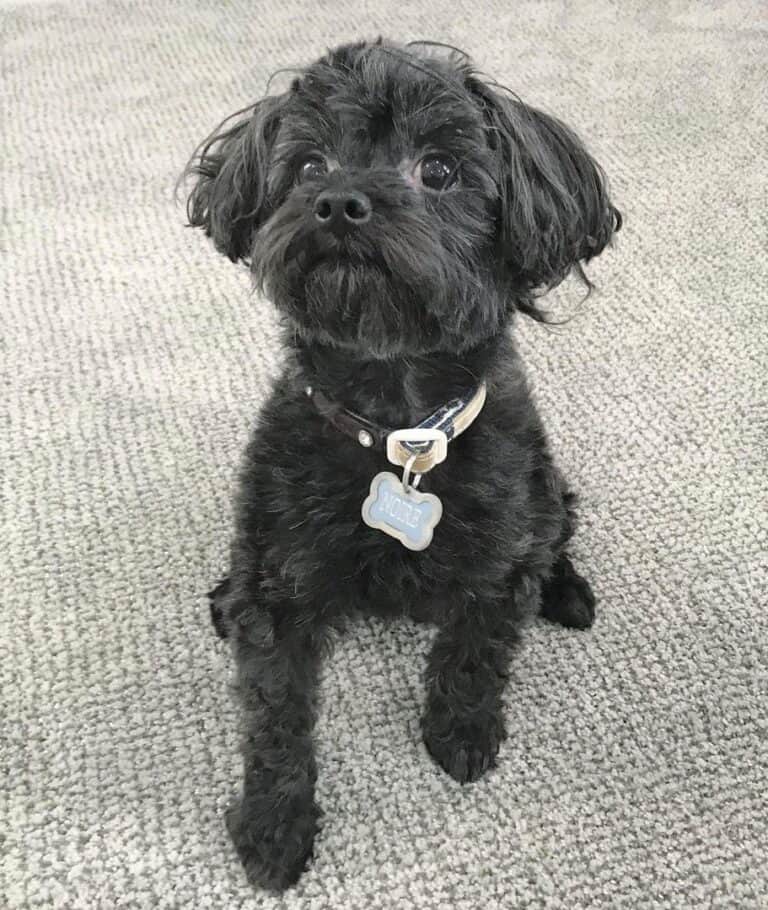 Terrier Poodle Mix Breed Guide: Pictures, Facts, FAQ and More