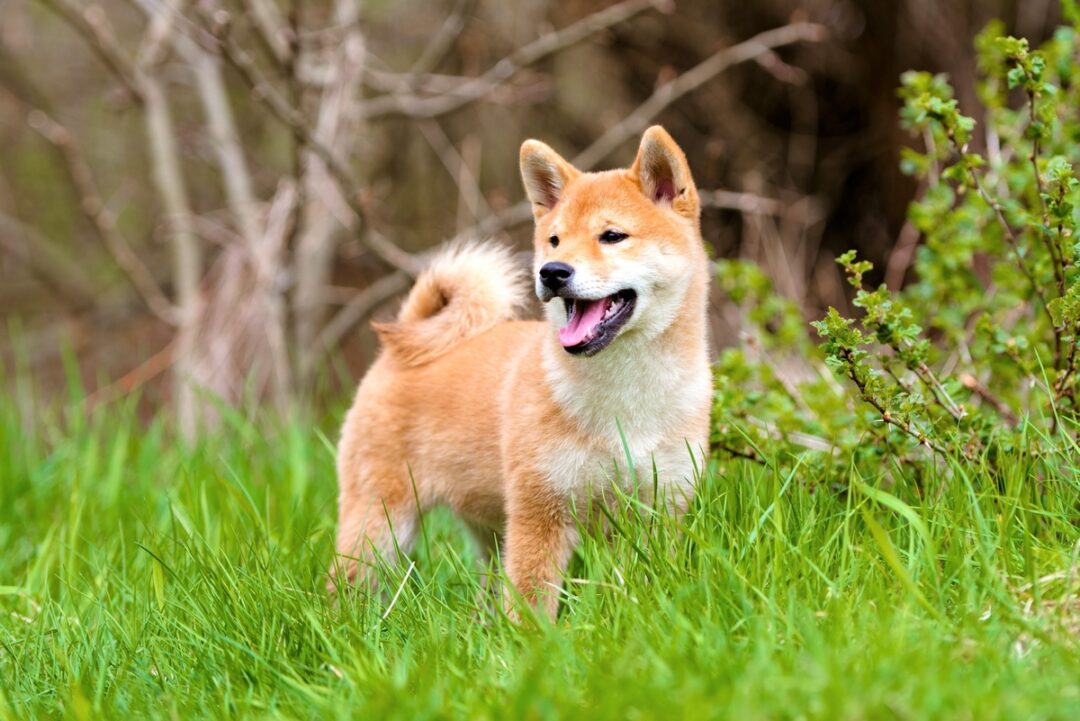 Mame Shiba Inu: An Ultimate Guide to the Miniature Shiba Inus